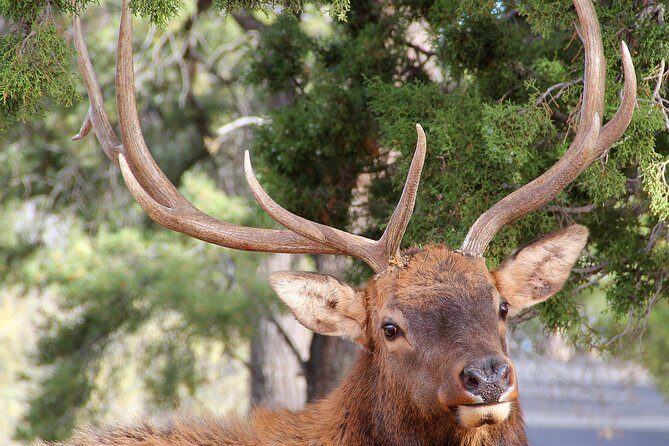 3 Hour Back-Road Safari to Grand Canyon with Entrance Gate By-Pass at 9:30 am - Wrapping It Up: Is It Worth It?