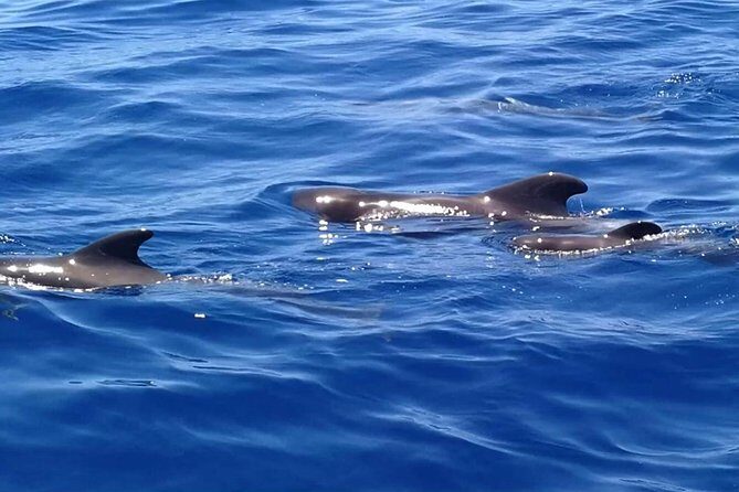 3-Hour Boat Trip from Costa Adeje in Tenerife - A Closer Look at the Experience