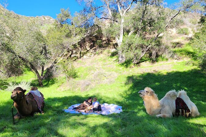 3 Hour Camel Trek into the Forest and Ranch in California - Introduction