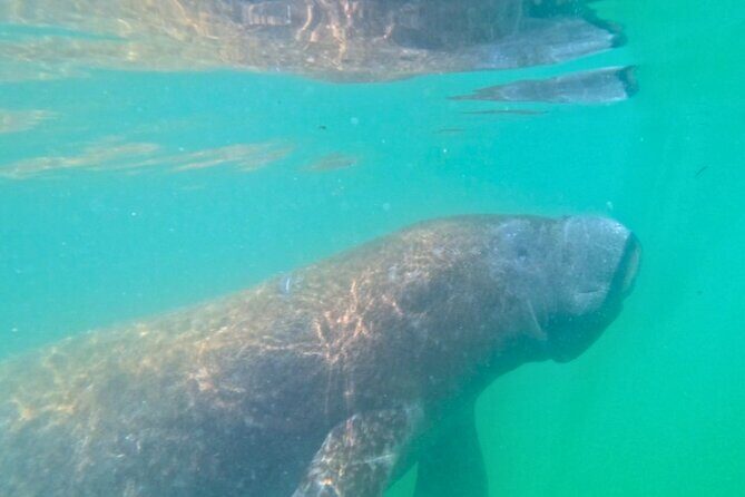 3-Hour Clear Kayak Beach Hopping Adventure in Sarasota - Why This Kayak Tour Could Be the Highlight of Your Sarasota Visit
