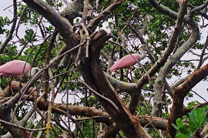 3-Hour Clear Kayak Beach Hopping Adventure in Sarasota - Final Thoughts: Who Will Love This Experience?