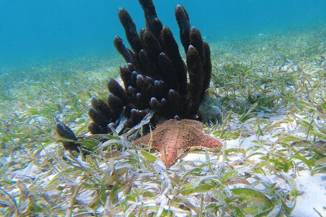 3 Hour Costa Maya Snorkeling Excursion - La Leyenda ECO-TOURS - An In-Depth Look at the Experience
