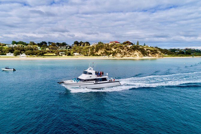 3-Hour Dolphin and Seal Sightseeing Cruise, operated with swim tour passengers - An In-Depth Look at the Cruise Experience