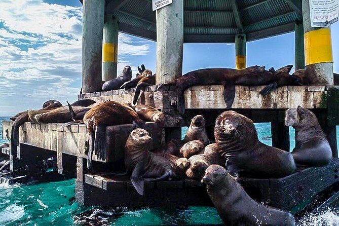 3-Hour Dolphin and Seal Sightseeing Cruise, operated with swim tour passengers - FAQs