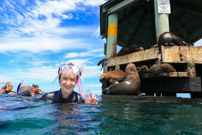3 hour Dolphin and Seal Swim (NOV-APR) - The Experience in Detail