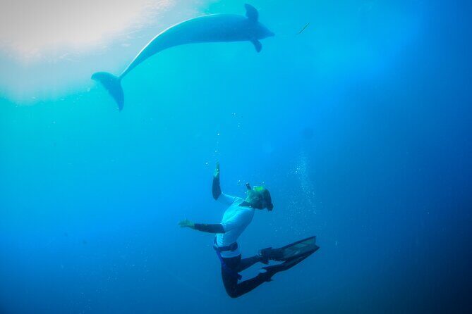 3 hour Dolphin and Seal Swim (NOV-APR) - FAQ