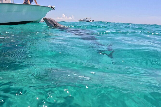 3 Hour Dolphin Tour and Snorkeling in Shell Island - Why This Tour Will Likely Appeal to You