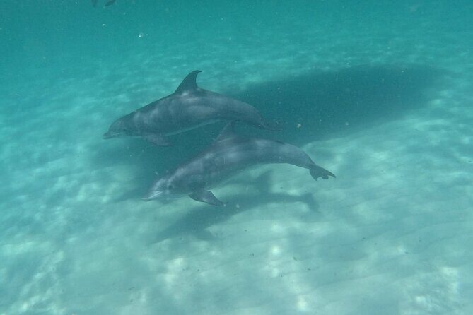 3 Hour Dolphin Tour and Snorkeling in Shell Island - Frequently Asked Questions
