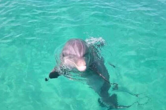 3 Hour Dolphin Tour - Authentic Insights into the 3-Hour Dolphin Tour in Destin