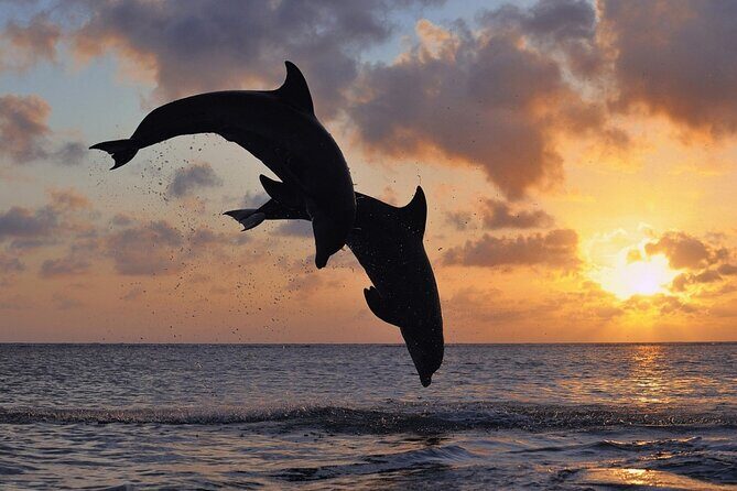 3-Hour Dolphin watching at sunset with aperitif - Key Points