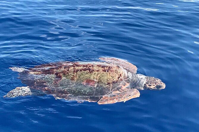 3-Hour Dolphin watching at sunset with aperitif - Authenticity and Guest Reviews: What Past Travelers Say