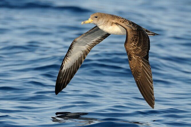 3-Hour Dolphin watching at sunset with aperitif - FAQ