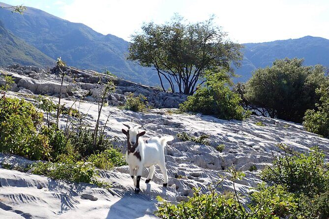 3-Hour Easy Via Ferrata to Sentiero Colodri for whole Family - FAQ