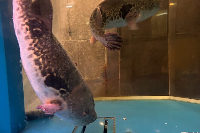 3 Hour Food Hopping in Dotonbori Osaka - Why This Tour Might Be Just Right for You