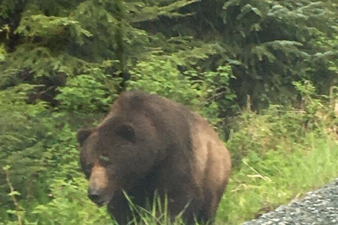 3 Hour Guided Driving Tour in Hoonah Alaska - Who Will Appreciate This Tour?