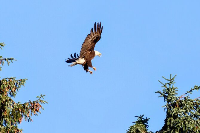 3 Hour Guided Driving Tour in Hoonah Alaska - Final Thoughts