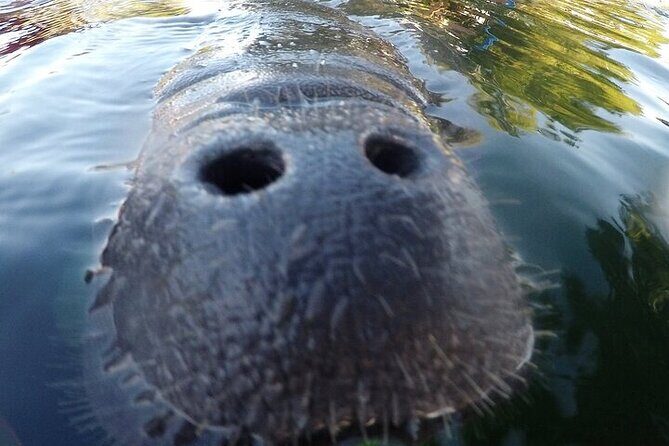 3 Hour Guided Manatee Snorkel - Key Points