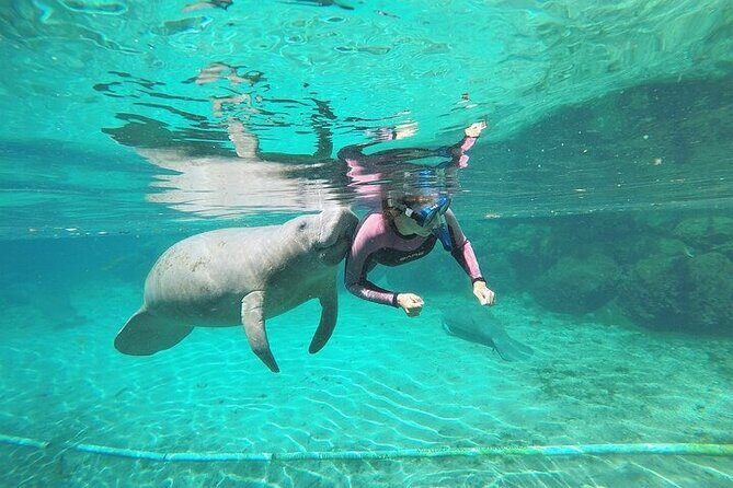 3 Hour Guided Manatee Snorkel - A close look at what this tour offers