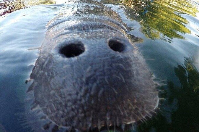 3 Hour Guided Manatee Snorkel - FAQ