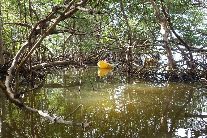 3 Hour Guided Mangrove Tunnel Kayak Eco Tour - Practical Tips for Your Kayaking Adventure