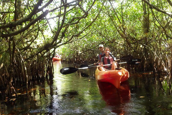3 Hour Guided Mangrove Tunnel Kayak Eco Tour - Final thoughts: Is this eco-tour right for you?
