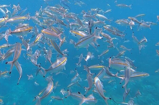 3 Hour Guided Scuba Diving in Trincomalee - Final Thoughts: Is It Worth It?