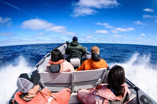 3-Hour Guided Whale and Dolphin Watching Experience in San Diego - Authentic Experiences from Real Travelers
