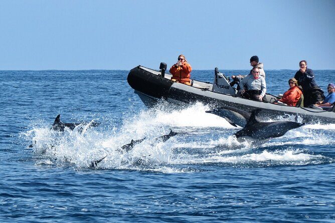 3-Hour Guided Whale and Dolphin Watching Experience in San Diego - FAQ