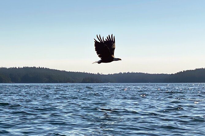 3 Hour Kayaking Tours from Friday Harbor - Key Points