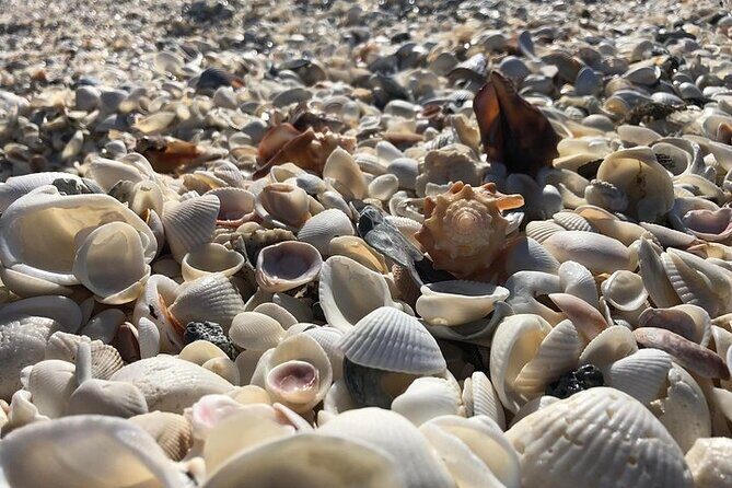 3 Hour Keewaydin Island Shelling Adventure - Key Points