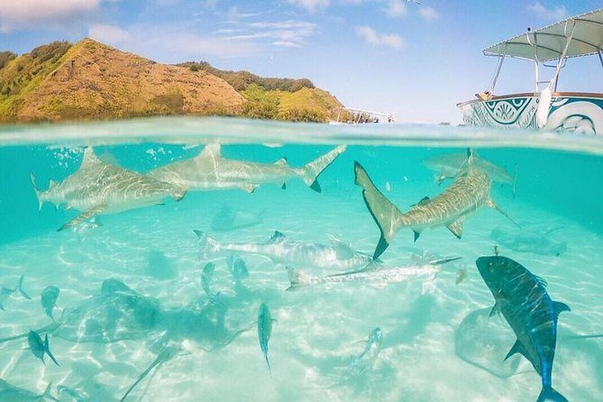 3-hour Lagoon Snorkeling Tour - Private Tour - The Sum Up: Is This Tour Worth It?