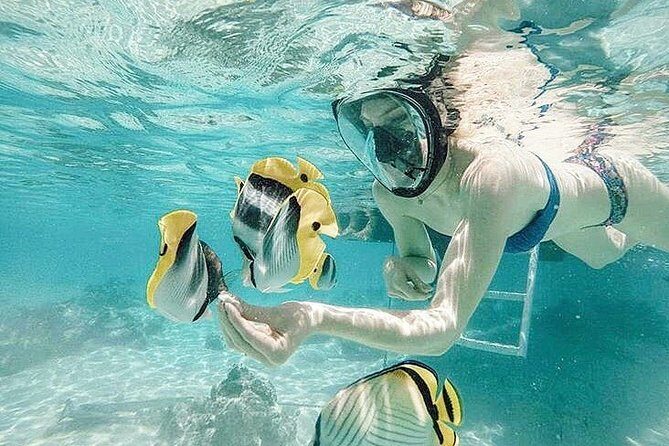 3-hour Lagoon Snorkeling Tour - Shared Tour - Introduction