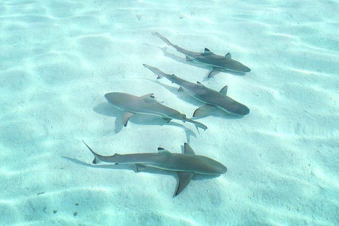 3-hour Lagoon Snorkeling Tour - Shared Tour - The Challenges and Considerations