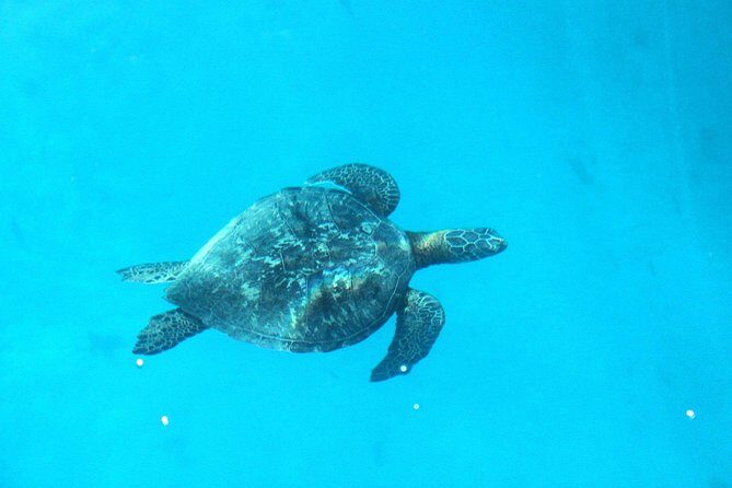 3-hour Lagoon Snorkeling Tour - Shared Tour - The Overall Experience and Who It’s Best For