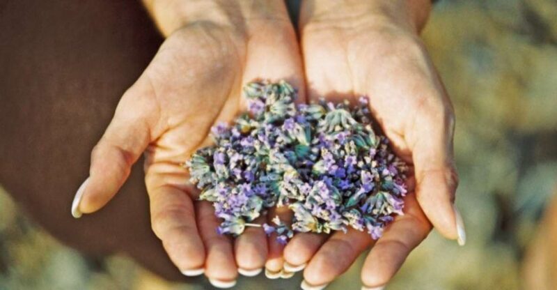 3-Hour Lavender Tour from Hvar - Key Points
