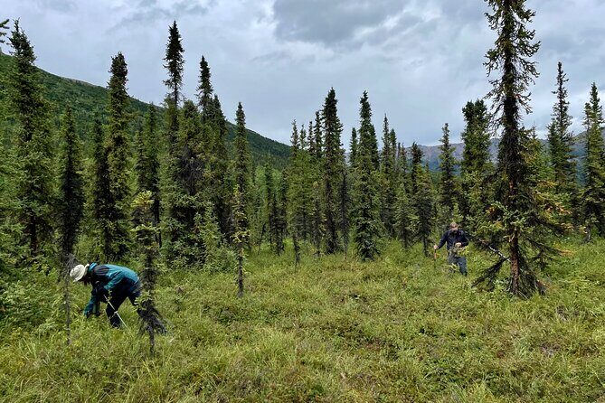 3 Hour Naturalist Walking Tour in Denali National Park - The Practical Aspects