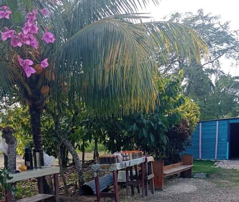 3-Hour Panoramic Tour of Punta Cana with Artisan Market - Final Thoughts