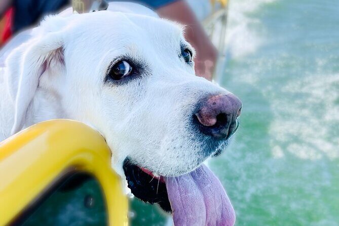 3 Hour Private Boat Charter on Lake Travis for up to 12 People - What You’ll Experience on the Water