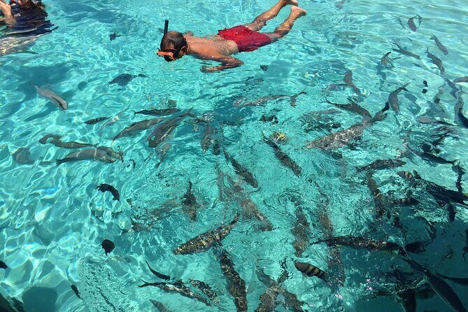 3 Hour Private Snorkeling in Marathon Florida - Authentic Experiences Shared by Guests