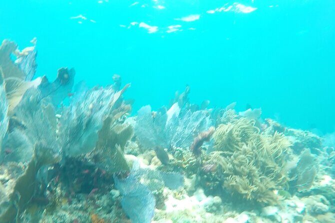 3 Hour Private Snorkeling in Marathon Florida - The Value of the Experience