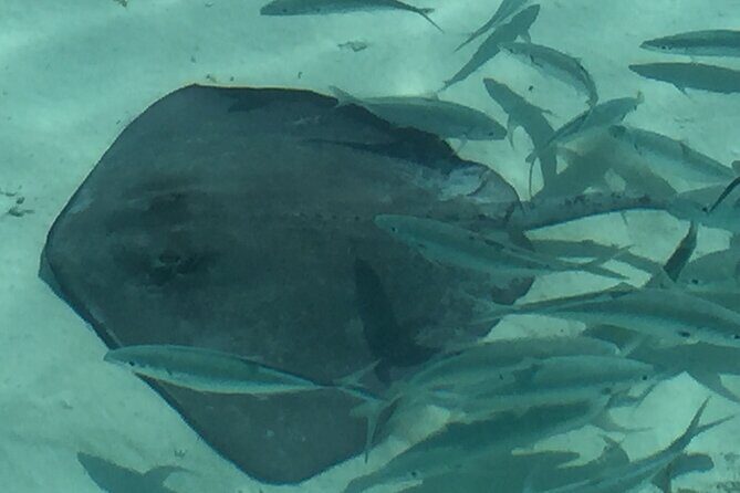 3 Hour Private Snorkeling in Marathon Florida - The Sum Up