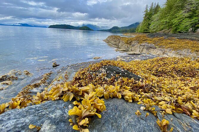 3-Hour Rainforest, Beach & Wildlife Walk - Authenticity and Guide Quality