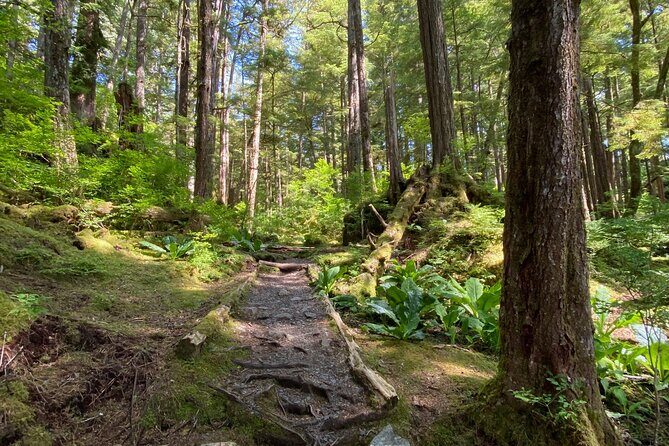 3-Hour Rainforest, Beach & Wildlife Walk - Who Should Consider This Tour?