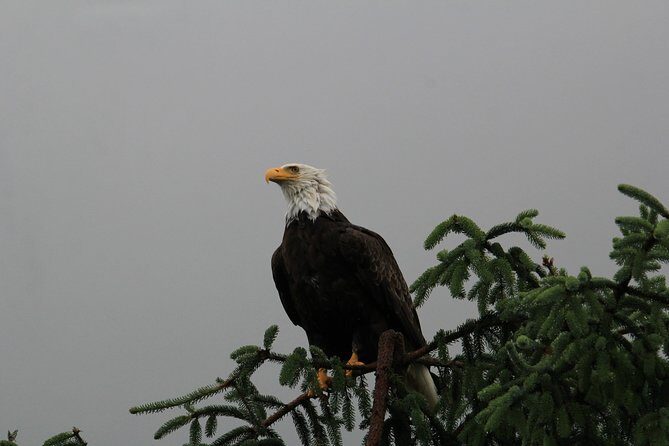 3 Hour Rainforest Walk & Totem Park Wild Wolf Tours - Key Points