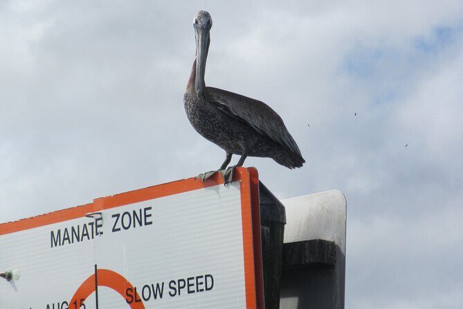 3 Hour See Crystal River Wildlife Safari Boat Cruise - An Authentic Look at the Crystal River Safari