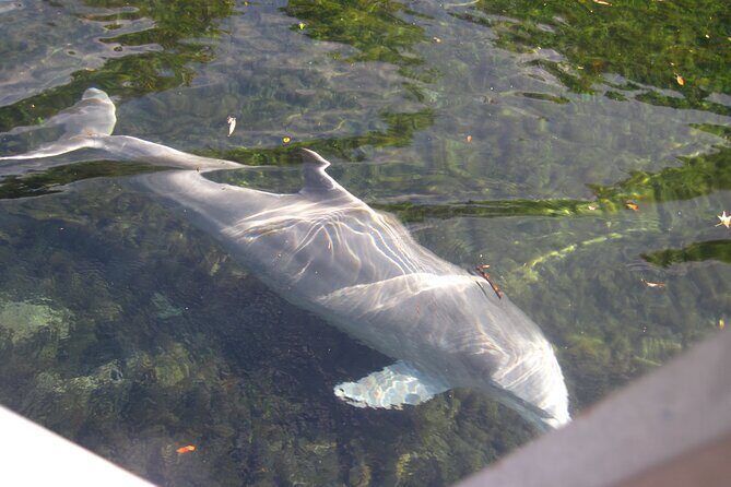 3 Hour See Crystal River Wildlife Safari Boat Cruise - Analyzing the Cost and Overall Value