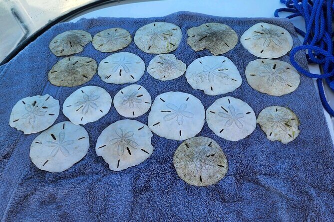 3 Hour Shared Shell Key Deck Boat Adventure - Authentic Insights from Travelers