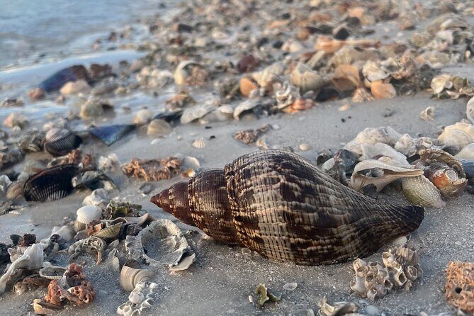 3 Hour Shelling Tour in Marco Island - An In-Depth Look at the ShellSeeker Safari