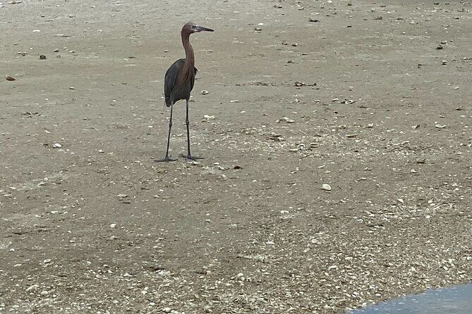 3 Hour Shelling Tour in Marco Island - FAQ