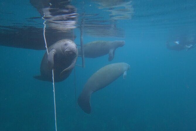 3-Hour Small Group All-Inclusive Manatee Swim with Photo Package - Exploring the Experience – What to Expect